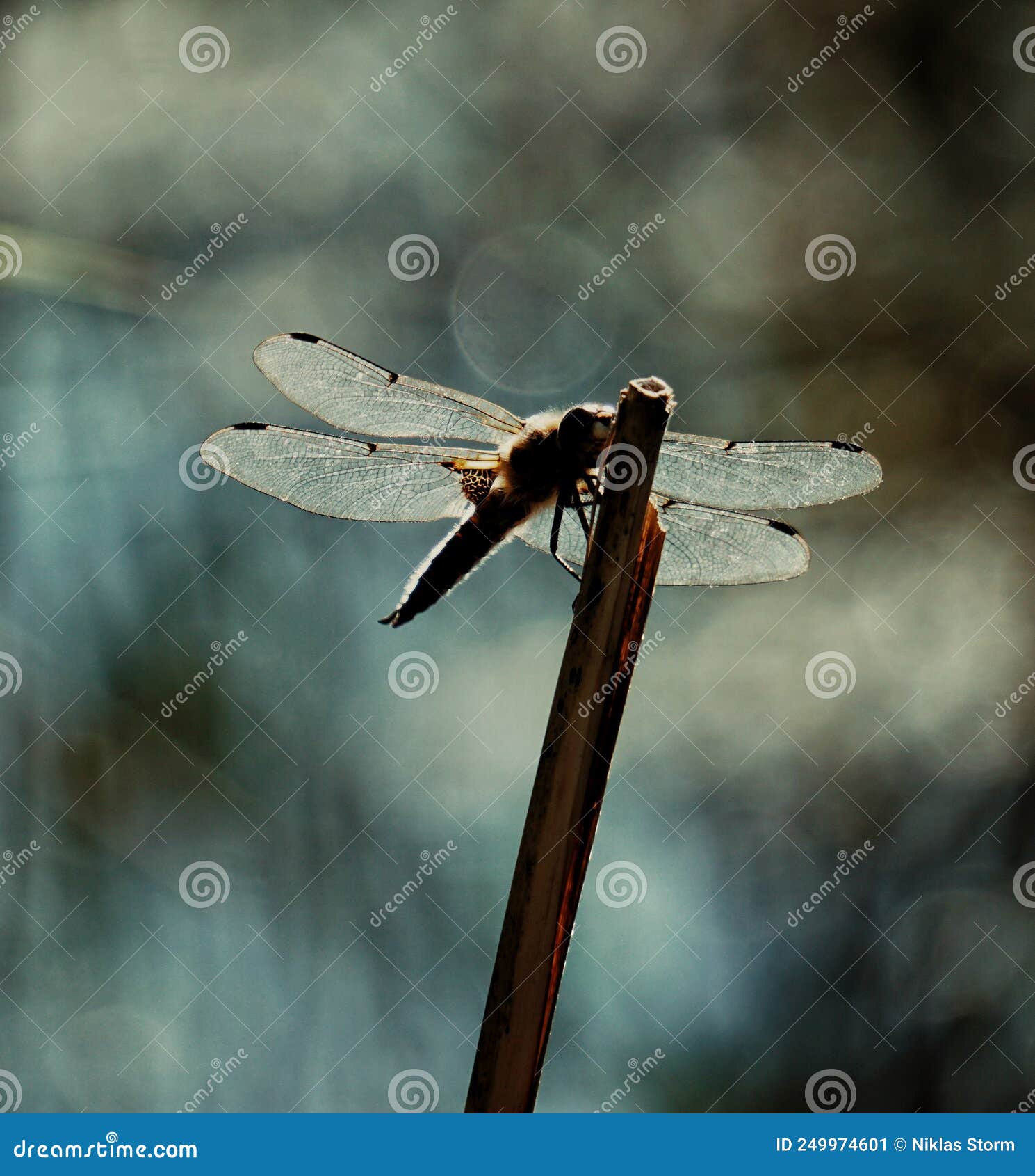Dragonfly Resting during the Day Stock Image - Image of dragonfly ...