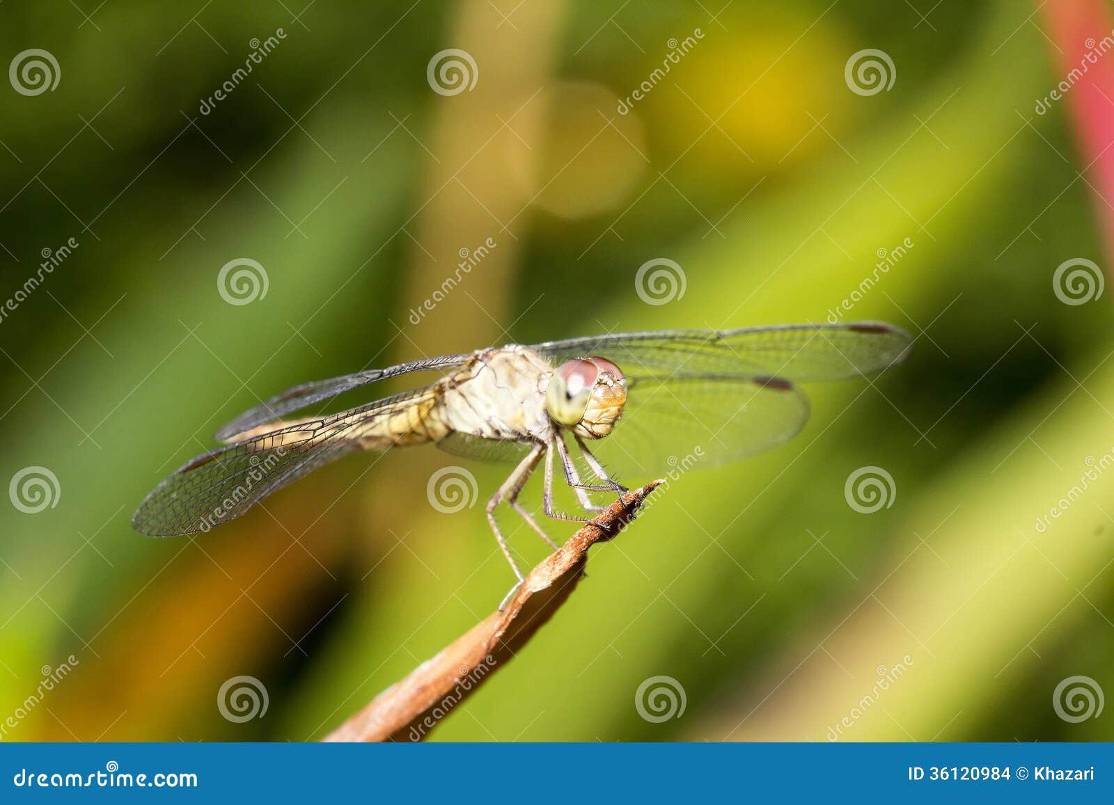 Dragonfly resting stock photo. Image of animal, close - 36120984