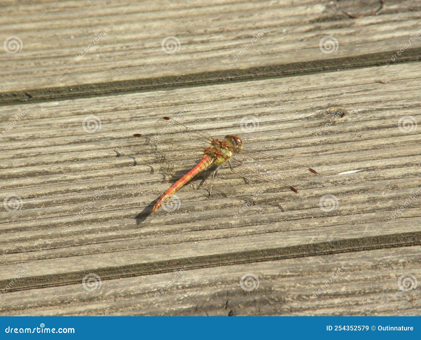 Dragonfly Resting on Garden Decking Stock Image - Image of dragonfly ...