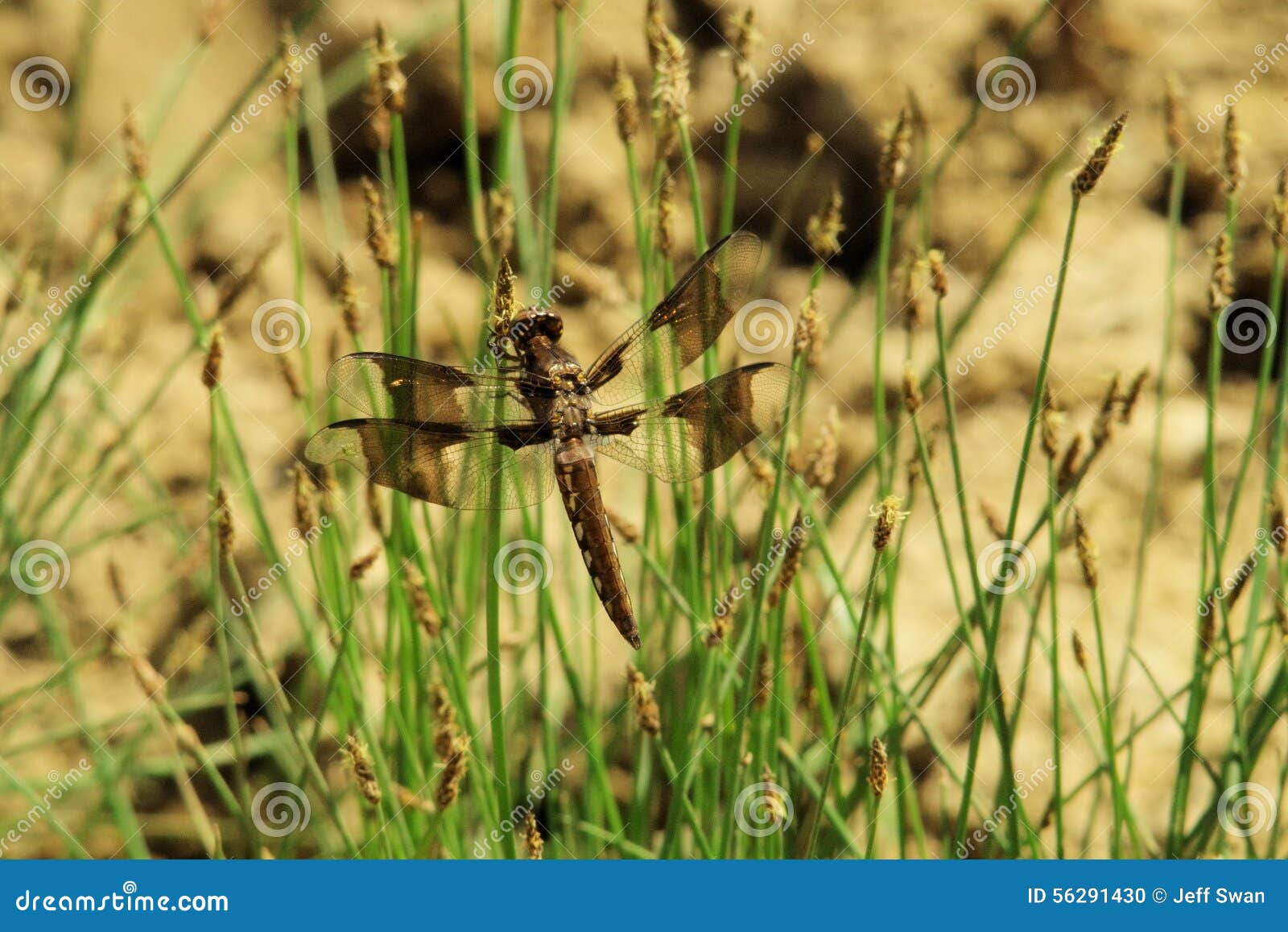 Dragonfly resting stock photo. Image of macro, winged - 56291430