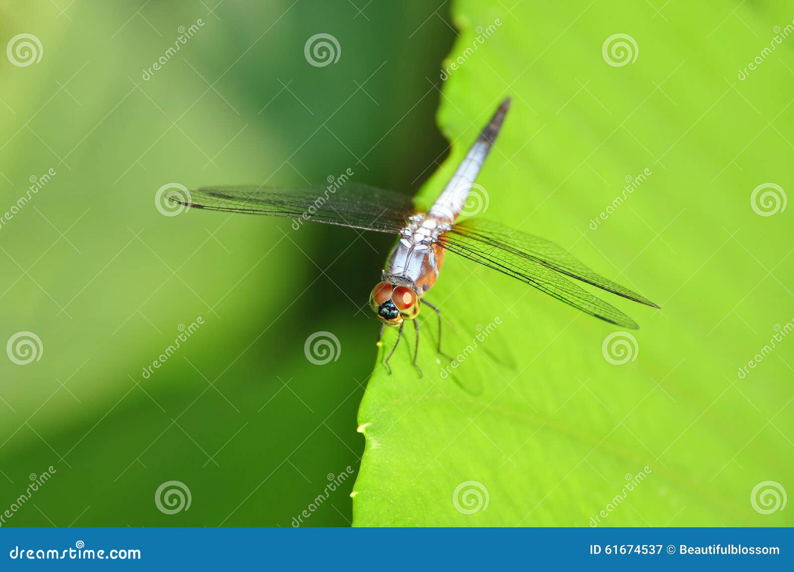 Dragonfly stock image. Image of park, abdomen, macro - 61674537