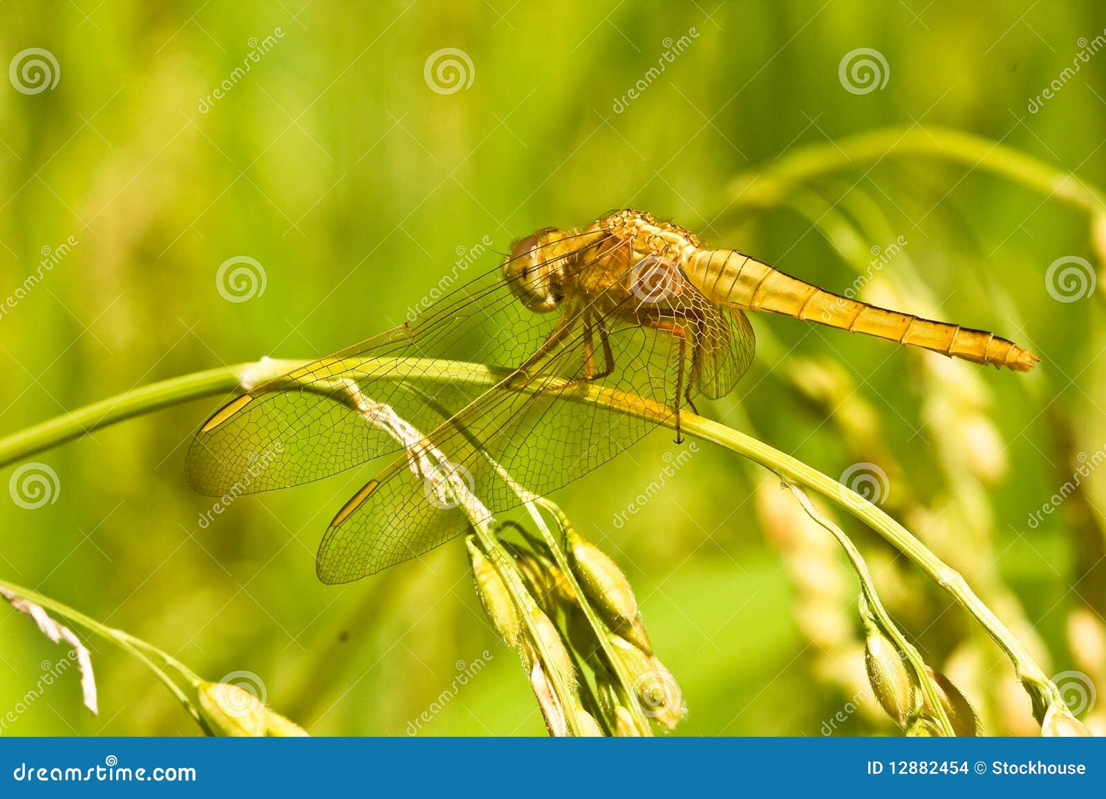 Dragonfly Resting on Leaf in Ricefield (2) Stock Photo - Image of ...
