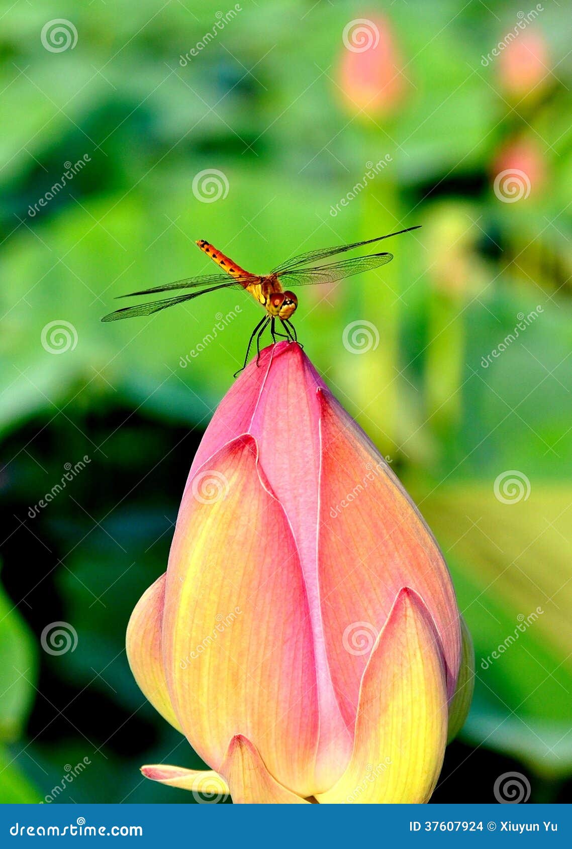 A Dragonfly Resting on a Lotus Bud Stock Photo - Image of redtailed, adorable: 37607924