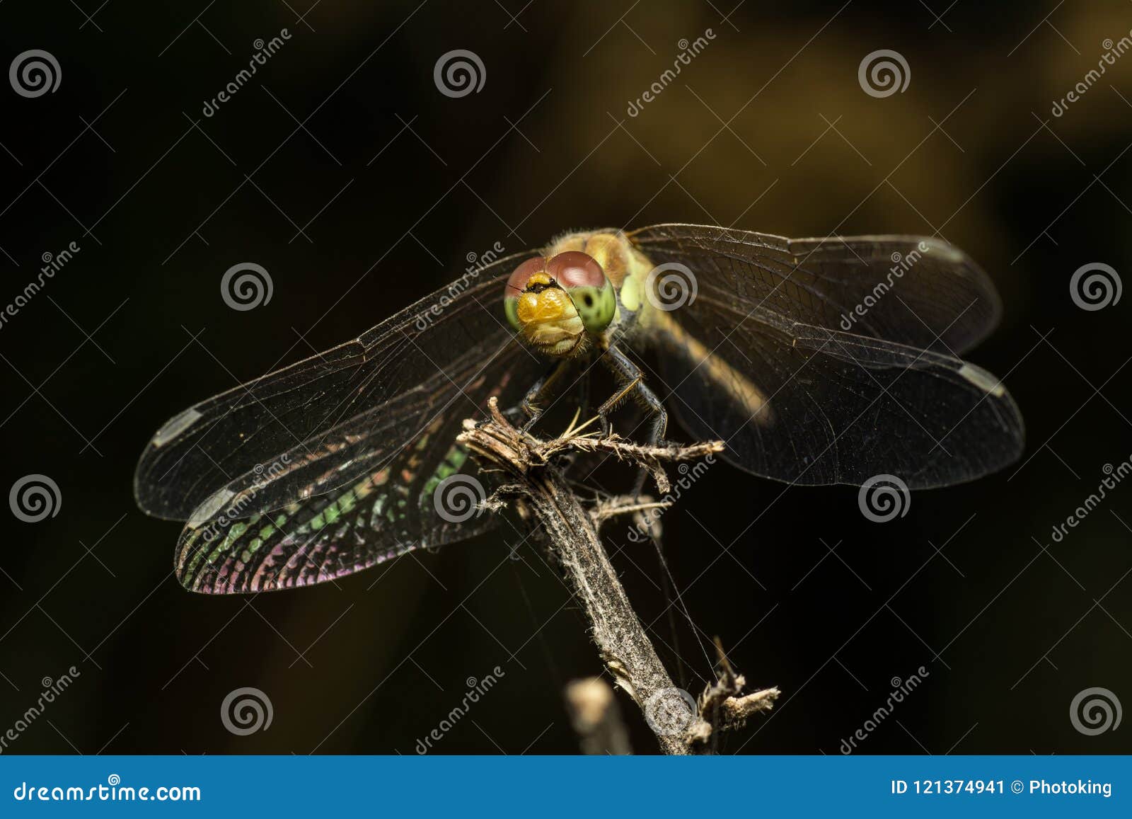 Dragonfly resting stock image. Image of colorful, park - 121374941
