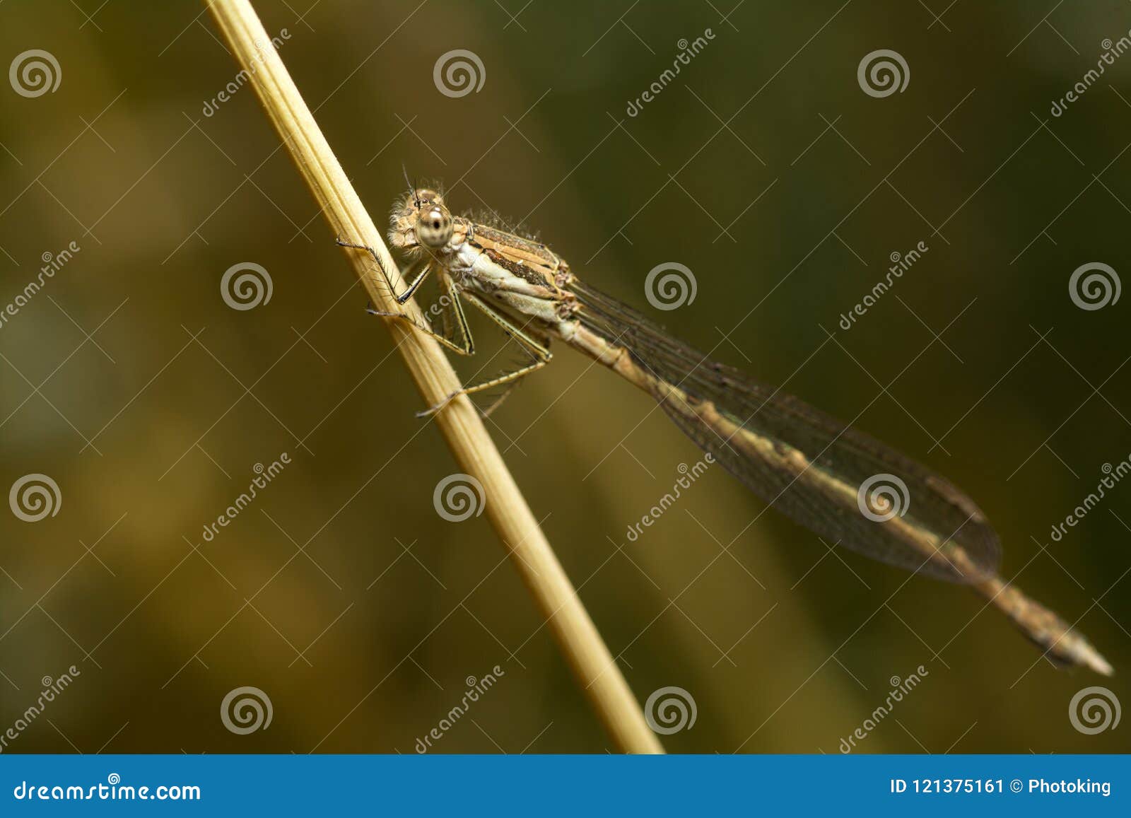 Dragonfly resting stock image. Image of green, color - 121375161
