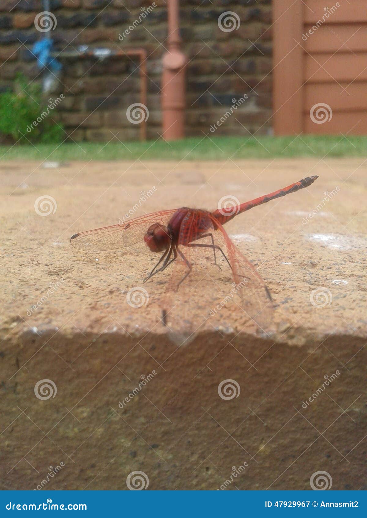 Dragonfly stock image. Image of organism, arthropod, pest - 47929967
