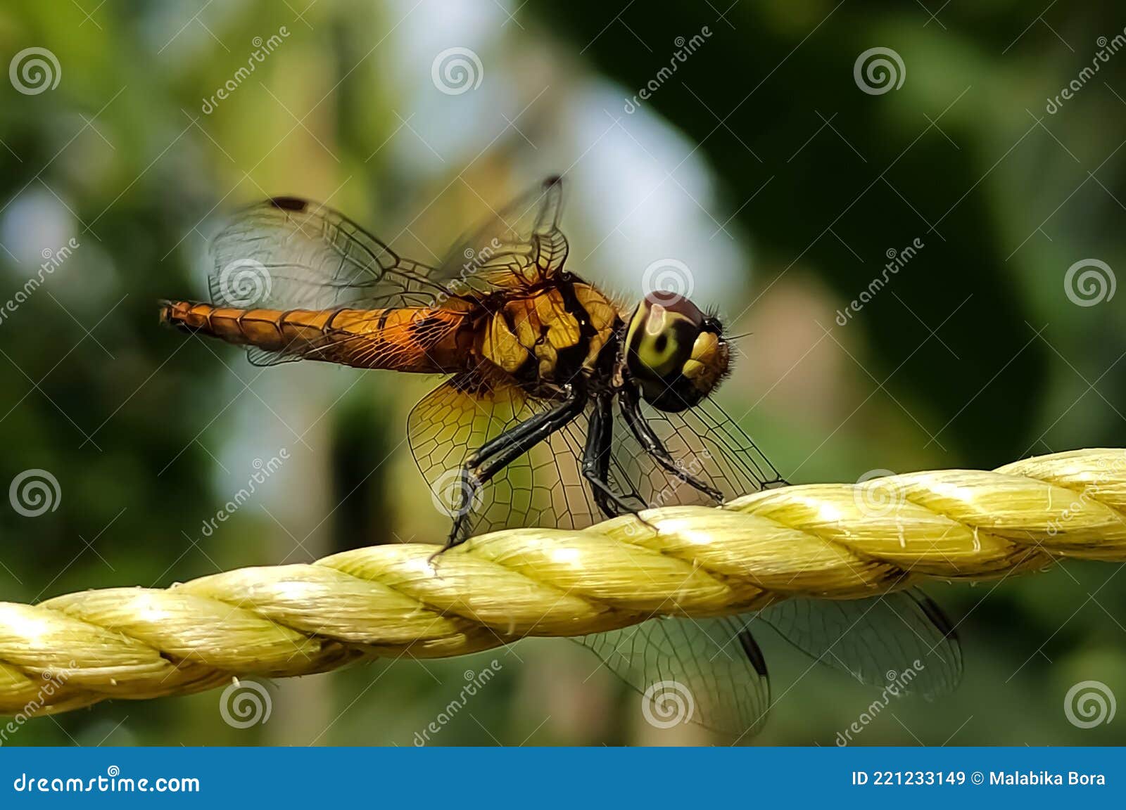 Dragonfly in Resting Position on a Rope Stock Image - Image of ...