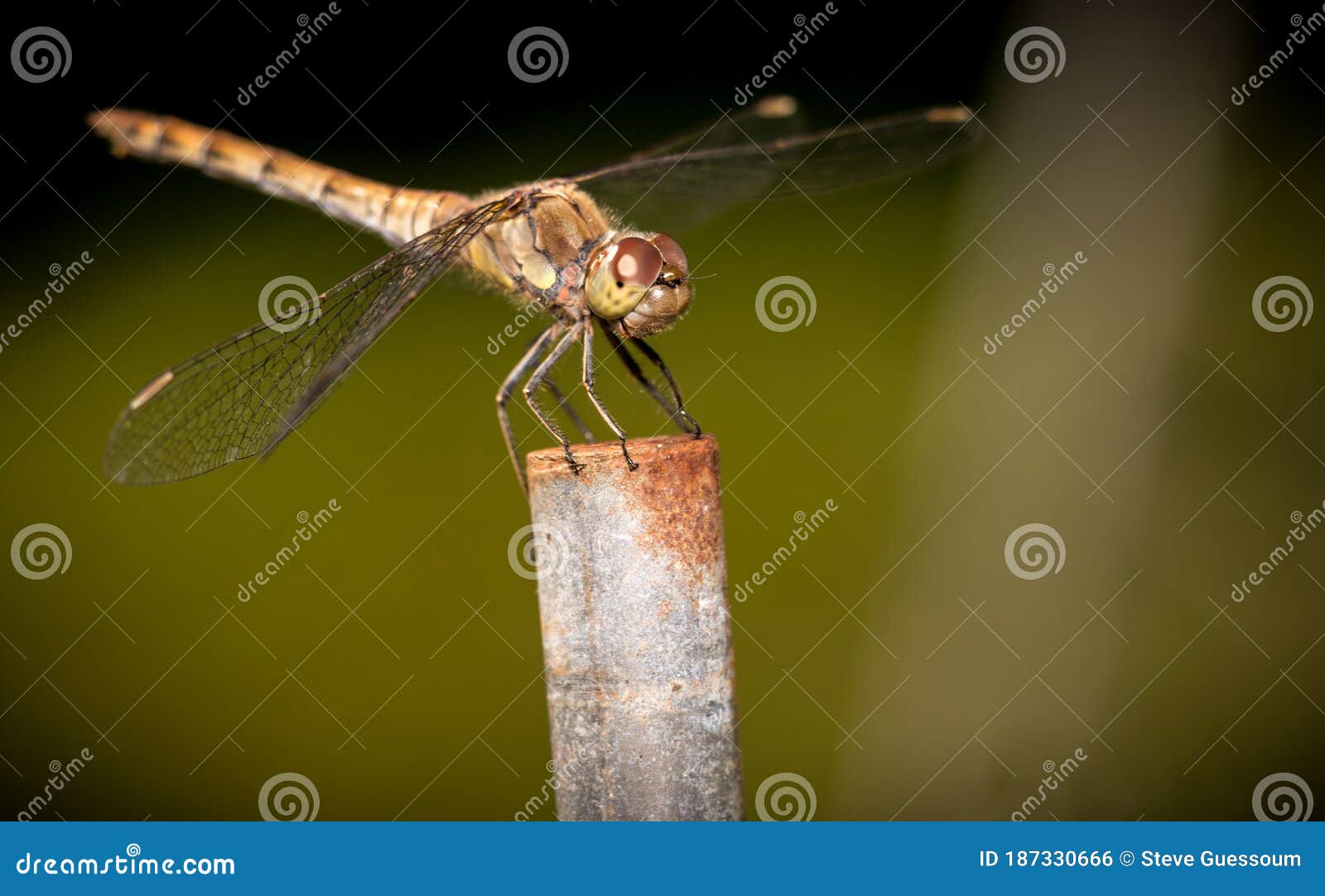 Dragonfly Resting on a Post Stock Photo - Image of insect, branch ...