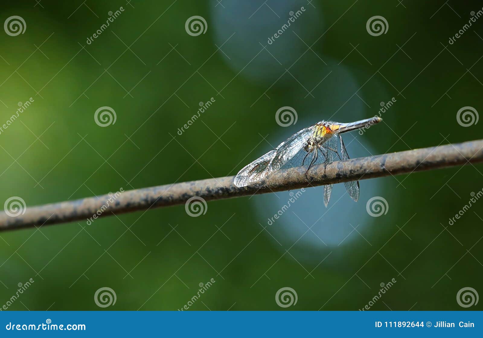 Dragonfly Resting upon a Power Line Stock Photo - Image of mosquito ...