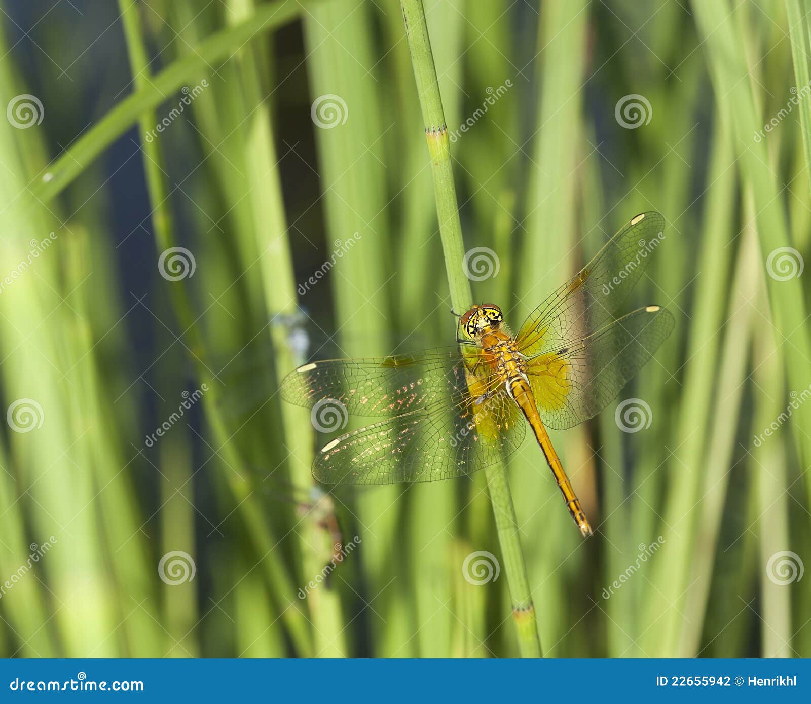 Dragonfly resting on reed stock photo. Image of outdoors - 22655942
