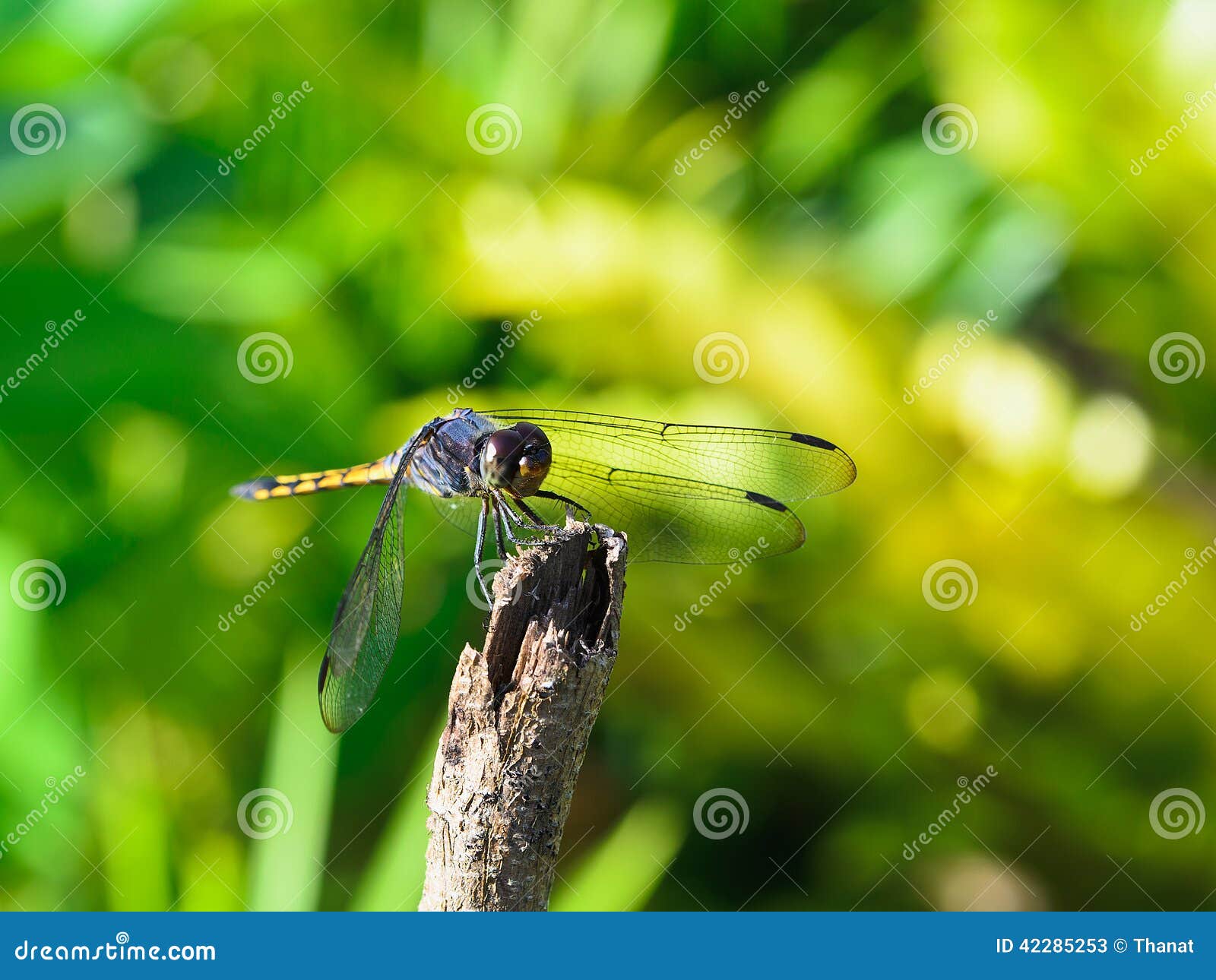 Dragonfly Resting on a Reed Stock Image - Image of fauna, anisoptera ...