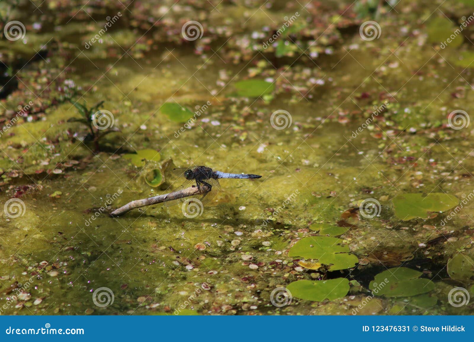 Dragonfly stock image. Image of green, dragonfly, river - 123476331