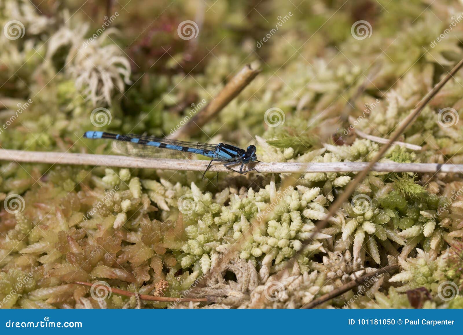 Dragonfly Resting on a Stem Stock Photo - Image of beetle, close: 101181050