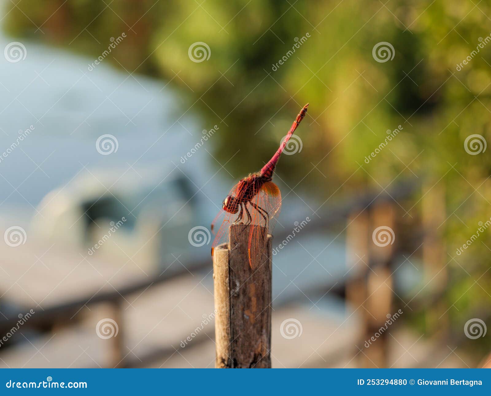 Dragonfly is an Indicator of the Cleanliness of a Natural Environment ...