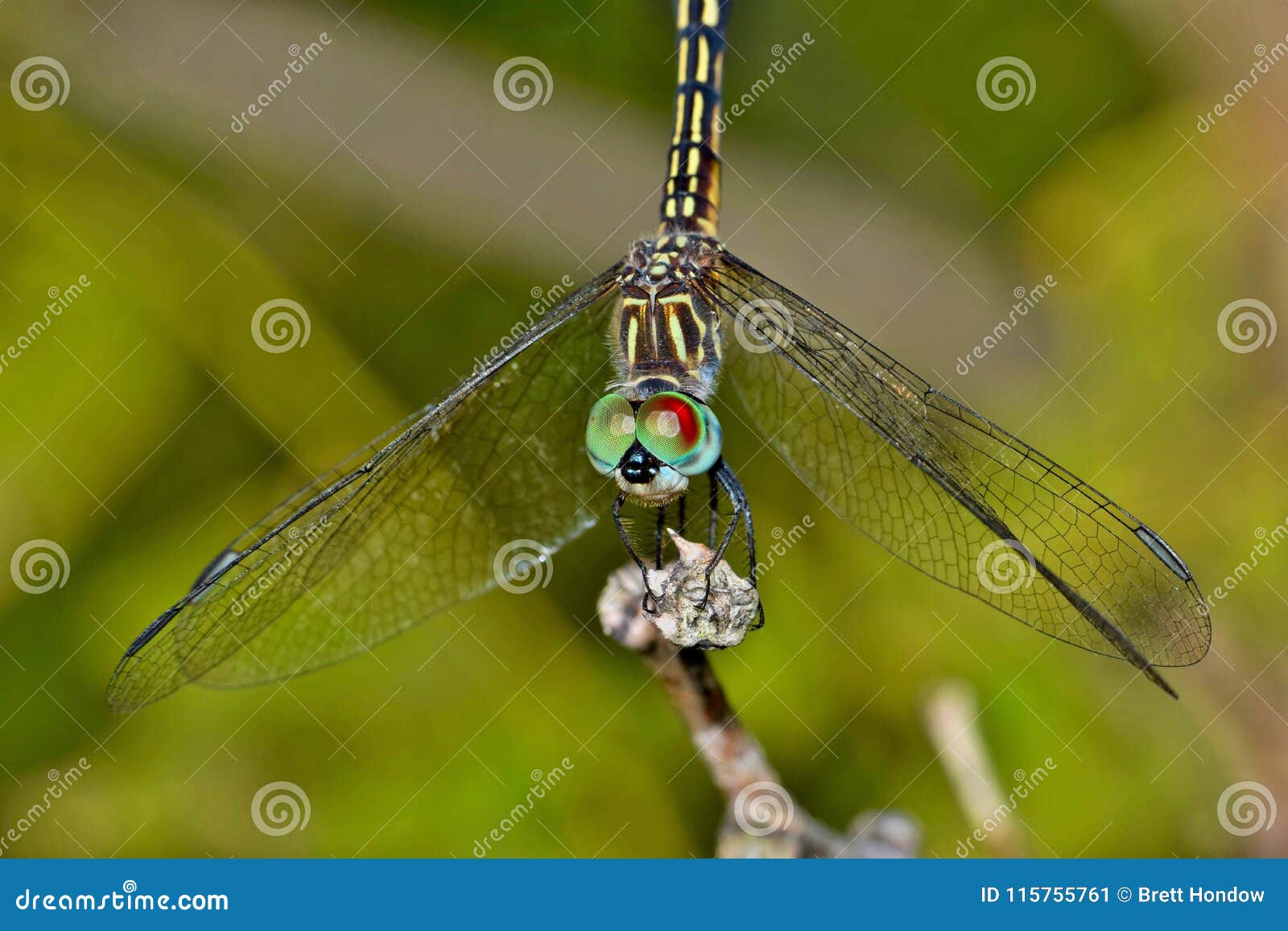 Dragonfly Resting in the Sunlight. Stock Image - Image of wings ...