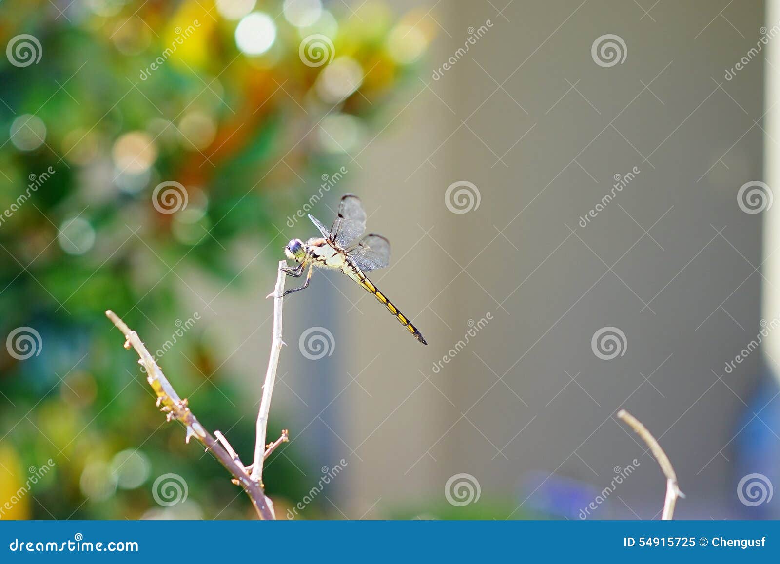 A dragonfly is resting stock image. Image of beauty, dragonfly - 54915725