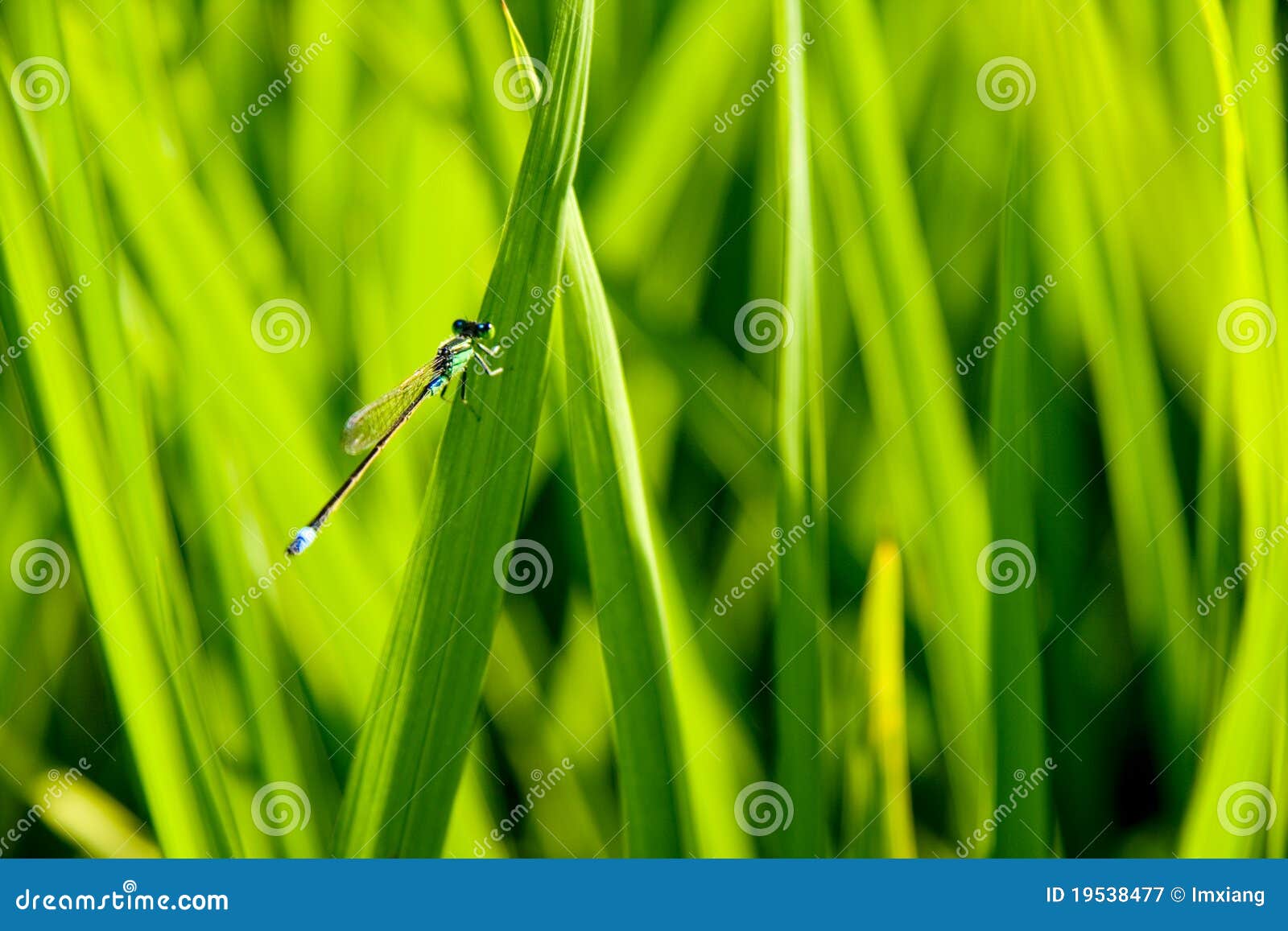 A dragonfly on rice stock image. Image of green, wallpaper - 19538477