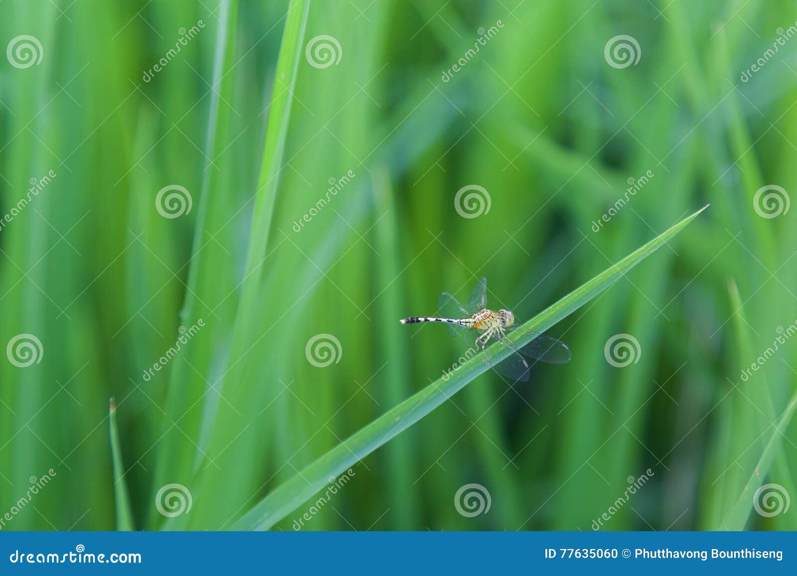 Dragonfly . Rice Plantations . Flora And Fauna , Royalty-Free Stock ...