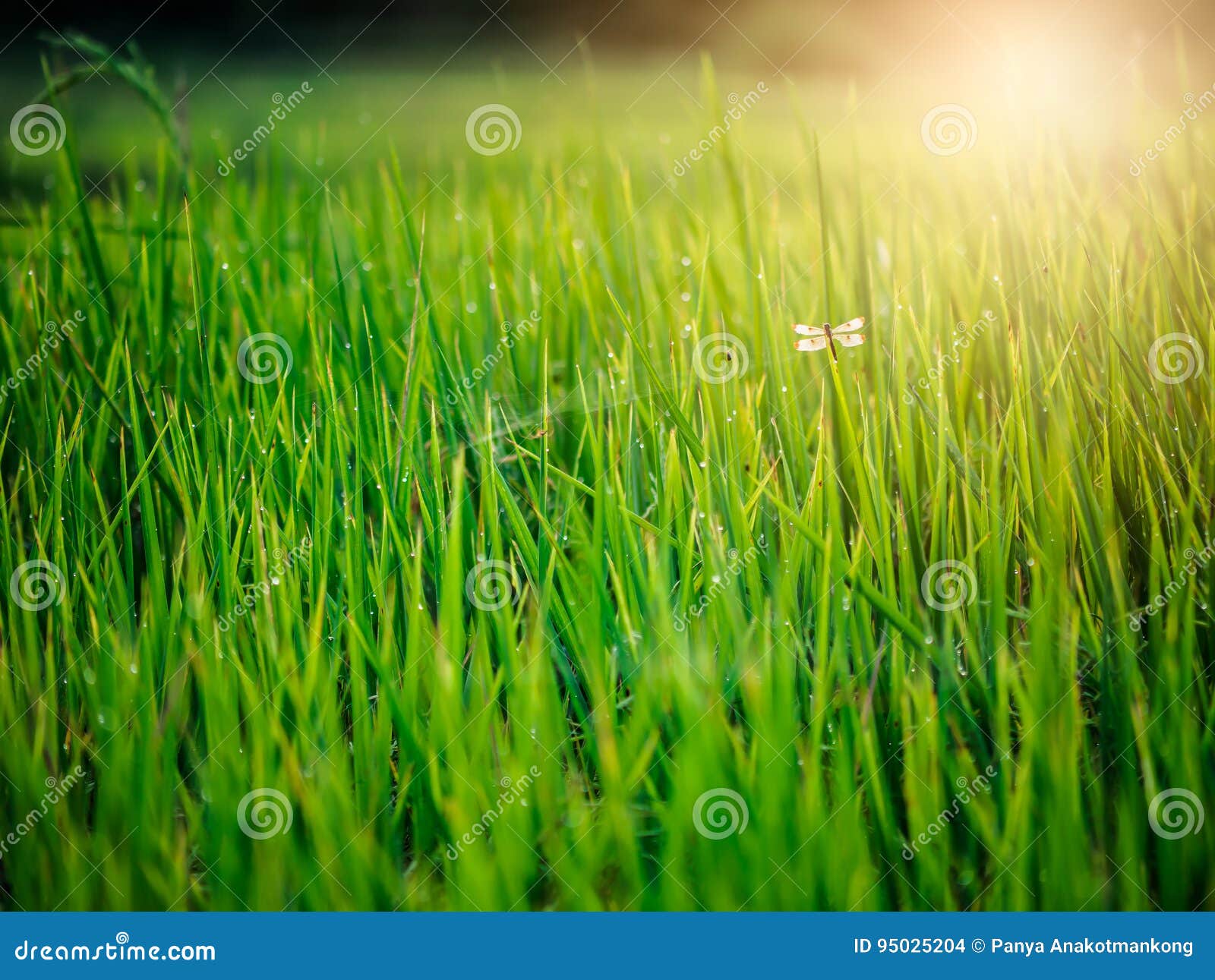 Dragonfly in the Rice Field. Stock Photo - Image of morning, nature ...