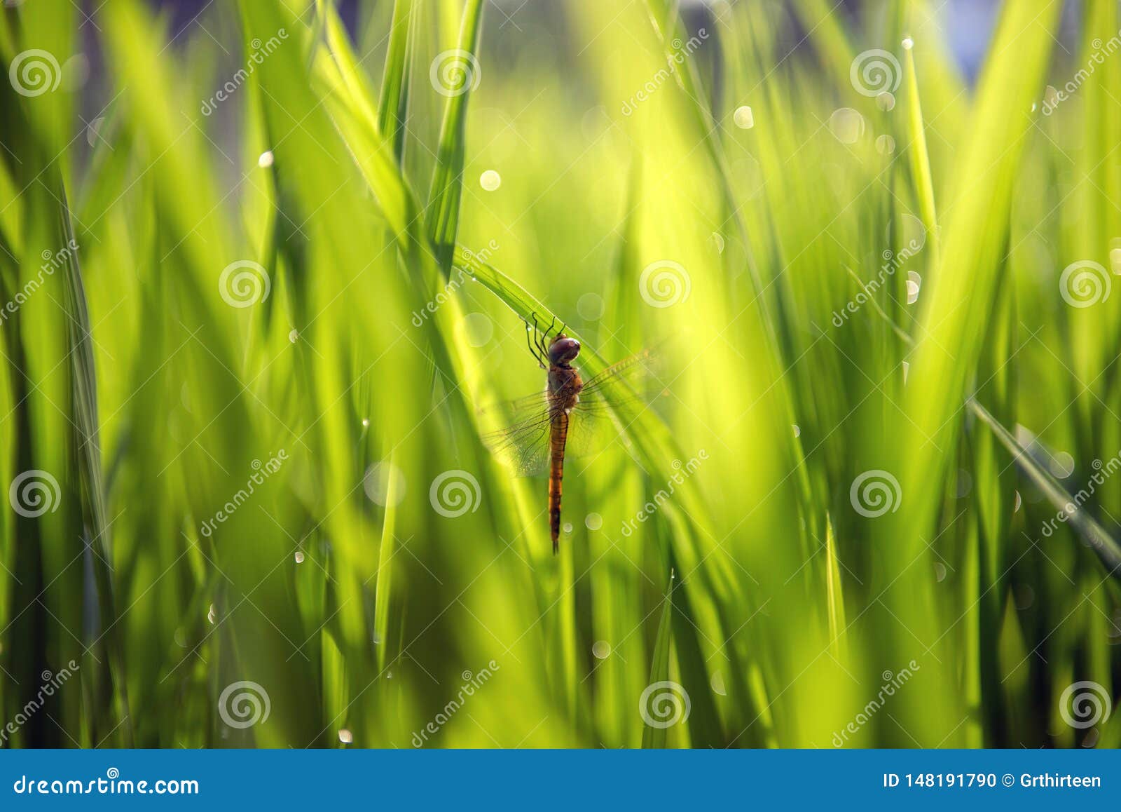 Dragonfly on Rice in Field. Green Leaves Background Stock Photo - Image ...