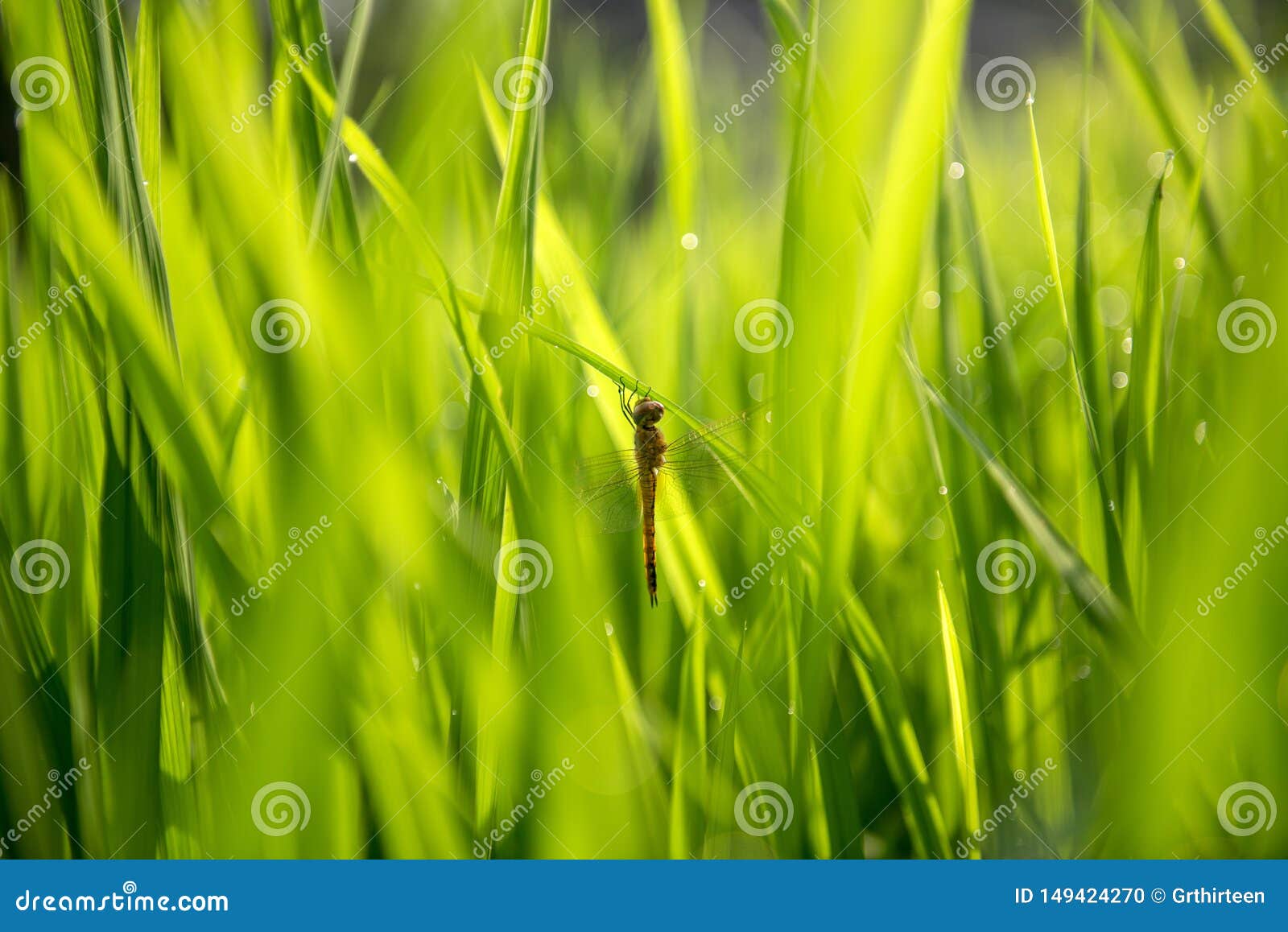 Dragonfly . Rice Plantations . Flora And Fauna , Royalty-Free Stock ...
