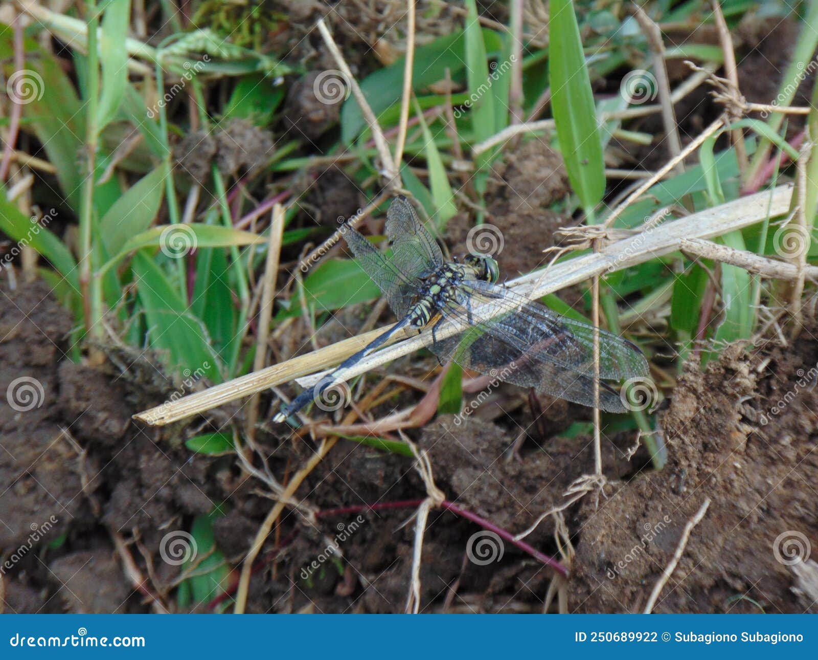 Dragonfly in the Rice Field Stock Photo - Image of dragonfly, green ...