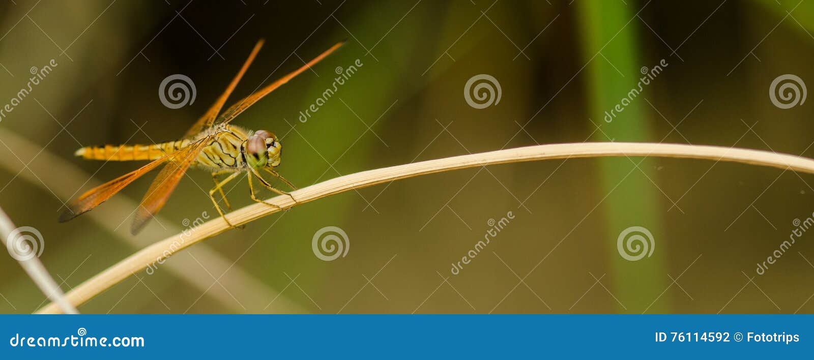 Dragonfly in Rice Field,Thailand Stock Photo - Image of insect, grain ...