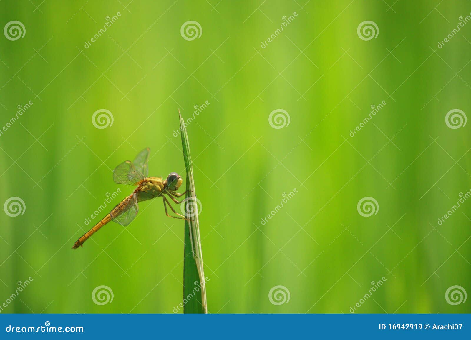 Dragonfly& Rice field1 stock image. Image of nature - 16942919