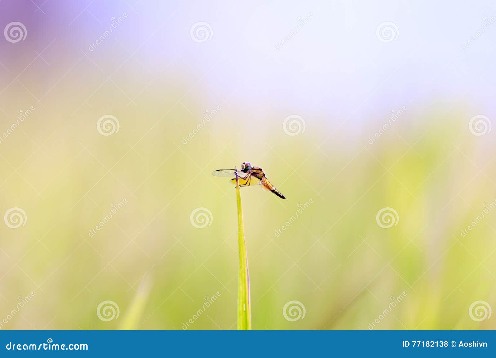 A dragonfly on rice fields stock photo. Image of green - 77182138