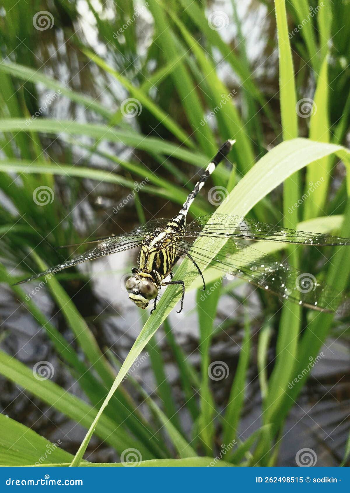 Dragonfly on rice leaf stock image. Image of insect - 262498515