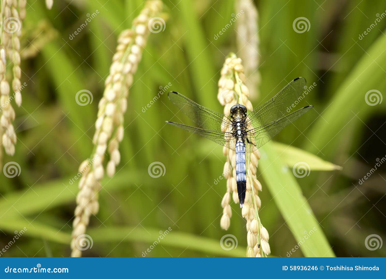 Dragonfly in rice paddy stock photo. Image of orthetrum - 58936246