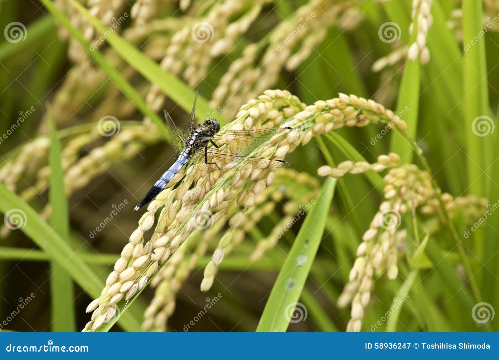 Dragonfly in rice paddy stock image. Image of buzz, junction - 58936247