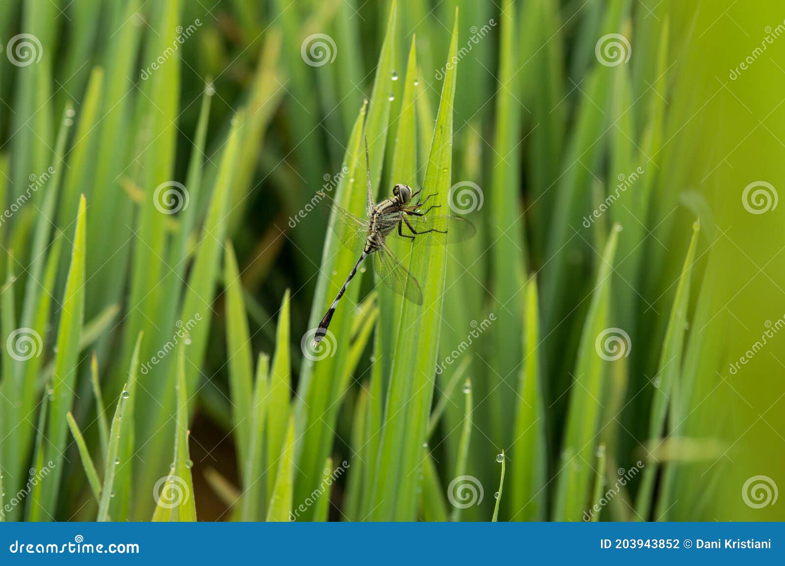 Dragonfly on Rice Plant Leaves with Dew Drops Stock Photo - Image of ...
