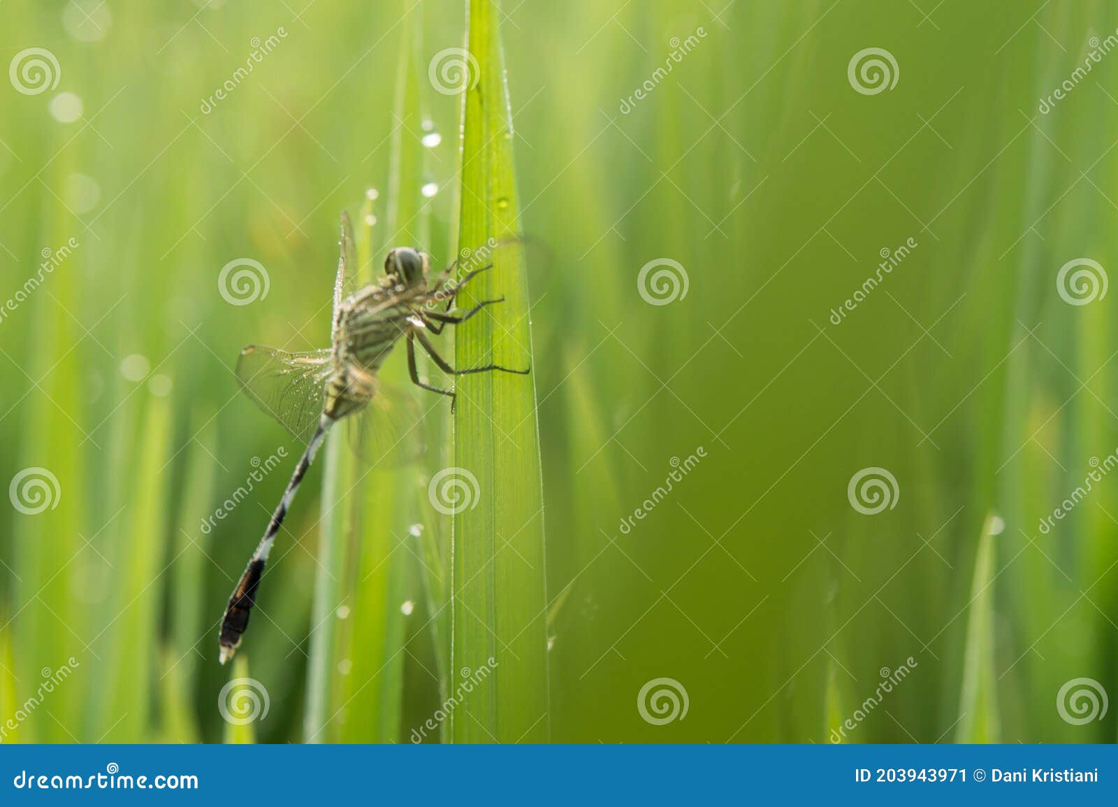 Dragonfly on Rice Plant Leaves with Dew Drops Stock Image - Image of ...