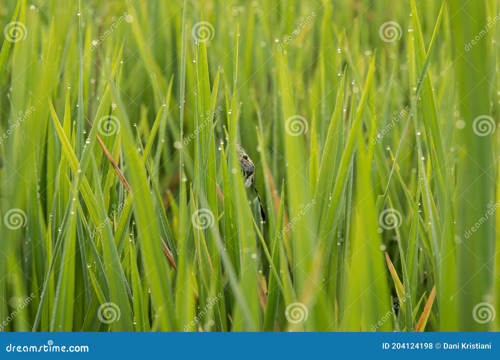 Dragonfly on Rice Plant Leaves with Dew Drops Stock Photo - Image of ...