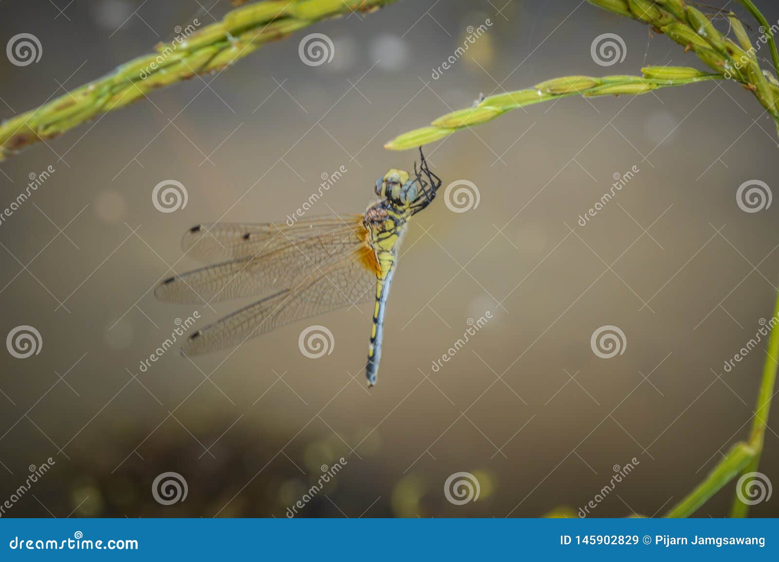 The Dragonfly of the Rice Tree Stock Image - Image of farm, thailand ...