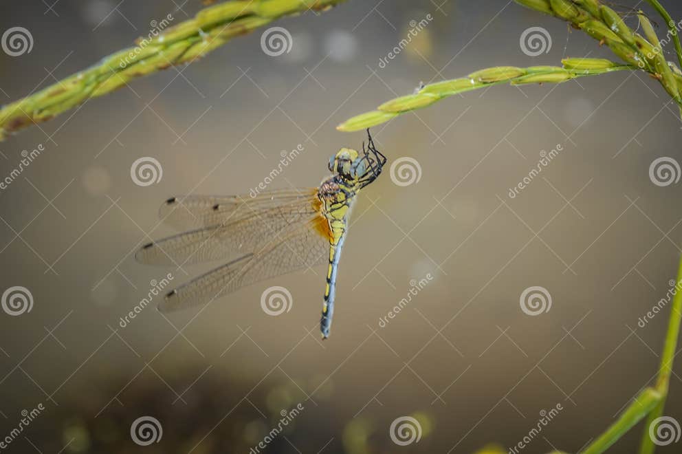 The Dragonfly of the Rice Tree Stock Image - Image of farm, thailand ...