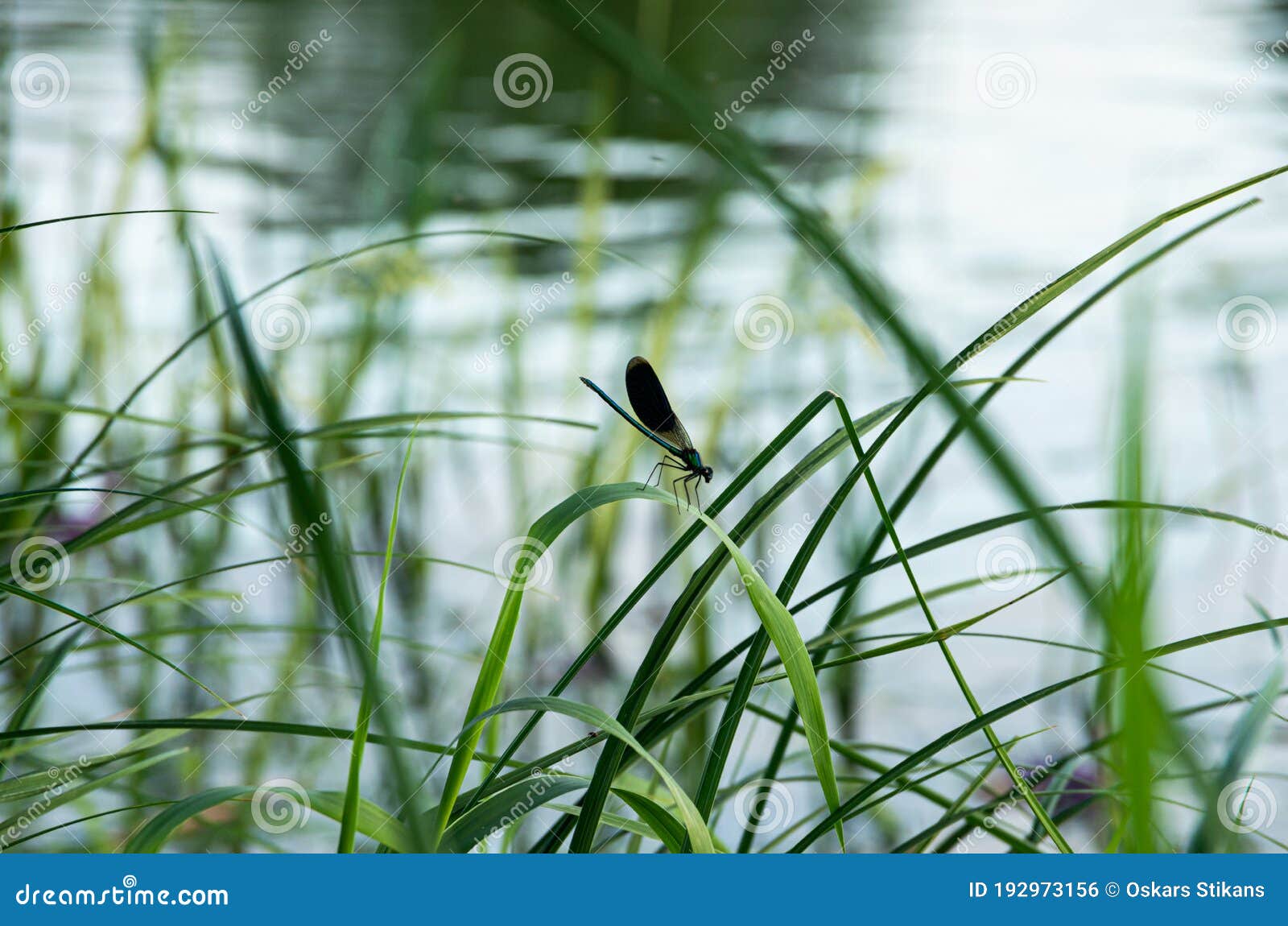 Dragonfly on the River Bank on the Green Grass Stock Photo - Image of ...
