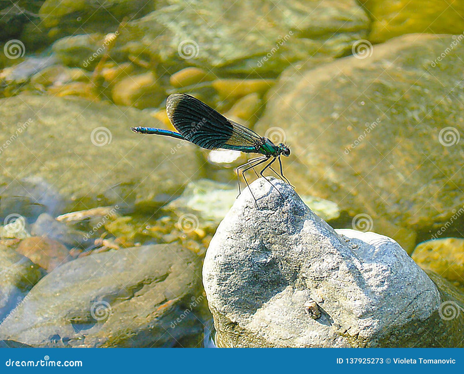 Dragonfly on river stock image. Image of knitted, chopped - 137925273