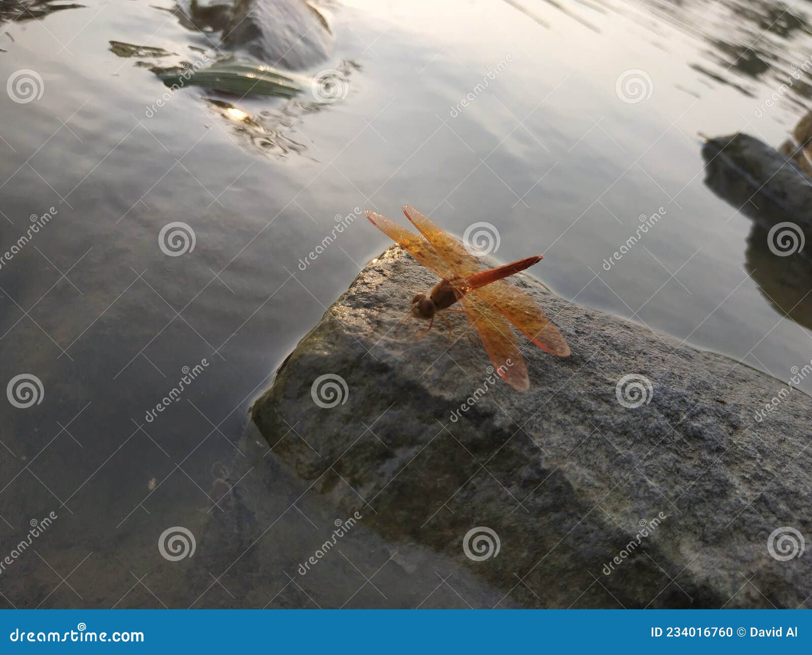 Dragonfly on the River Rocks Stock Photo - Image of wood, animal: 234016760
