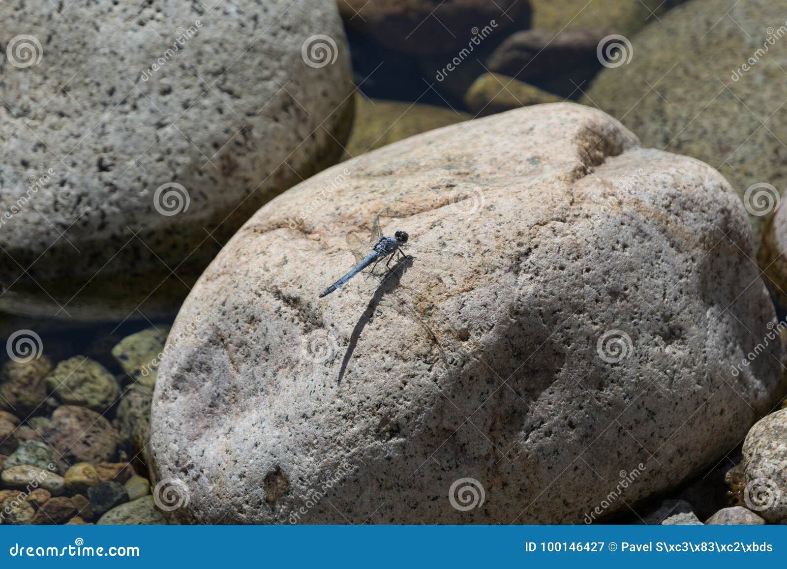 Dragonfly on a Rock in a Mountain Stream Stock Image - Image of ...