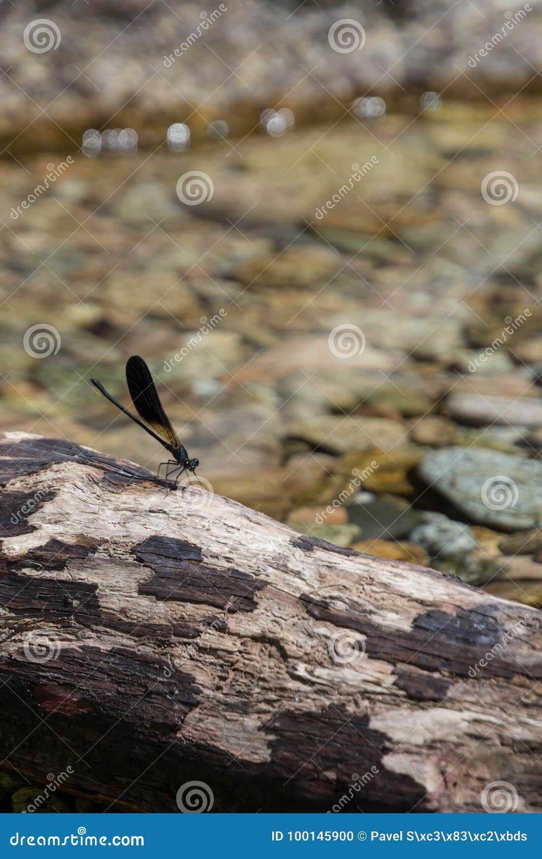 Dragonfly on a Rock in a Mountain Stream Stock Photo - Image of river ...