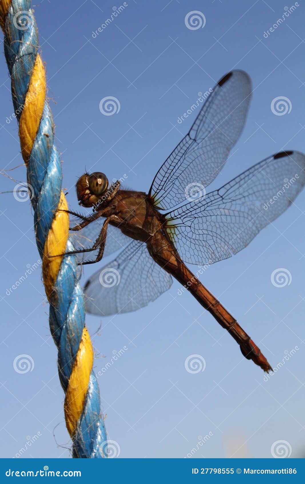 Dragonfly on rope stock image. Image of dragonfly, tropics - 27798555