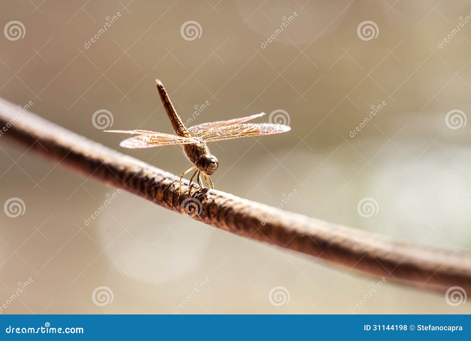 Dragonfly on a rope stock photo. Image of landed, sunset - 31144198
