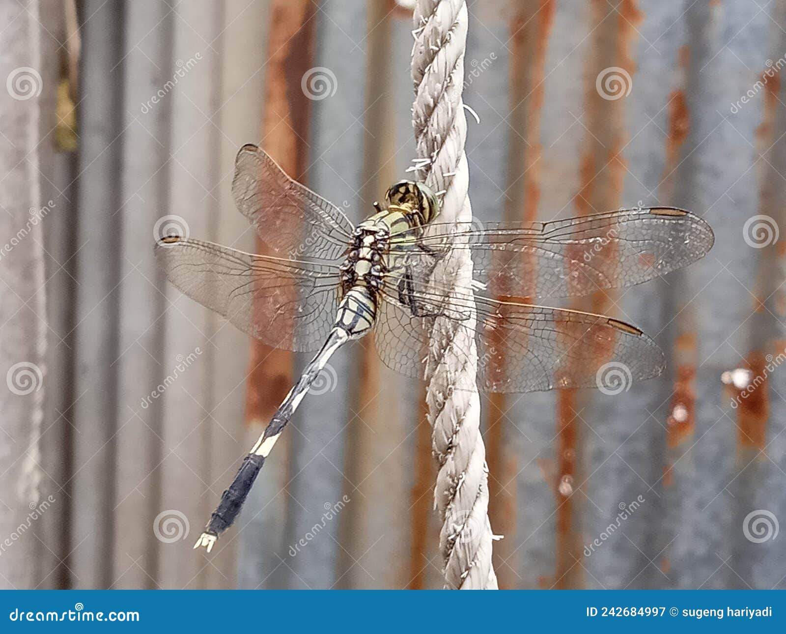 Dragonfly on a rope stock image. Image of dragonfly - 242684997