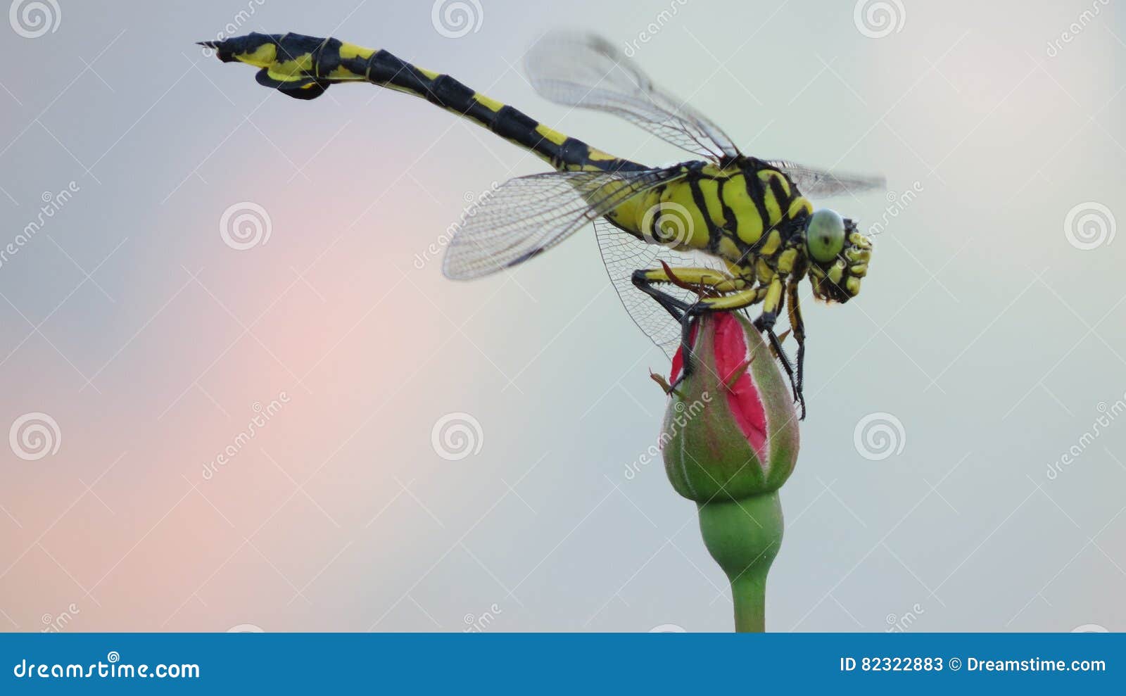 Dragonfly on rose stock image. Image of color, beauty - 82322883