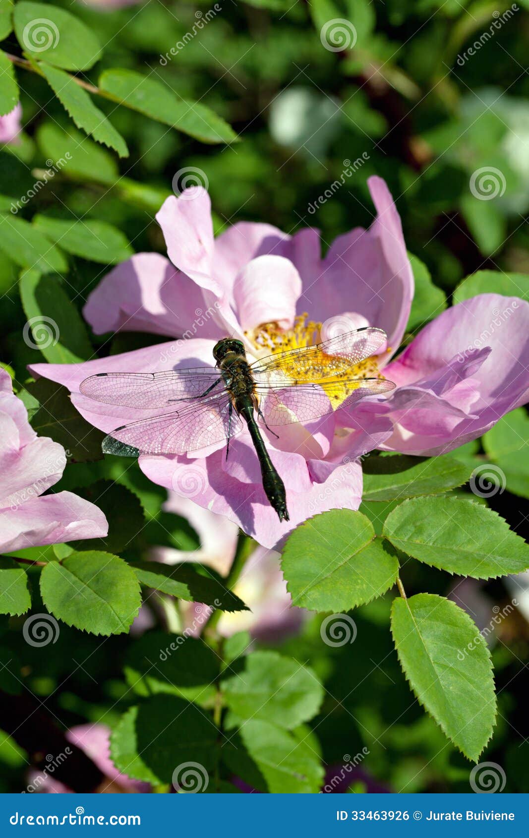 Dragonfly and rose. stock photo. Image of green, gardens - 33463926
