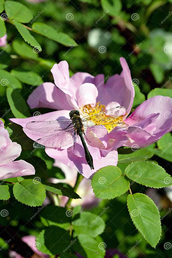 Dragonfly and rose. stock photo. Image of green, gardens - 33463926