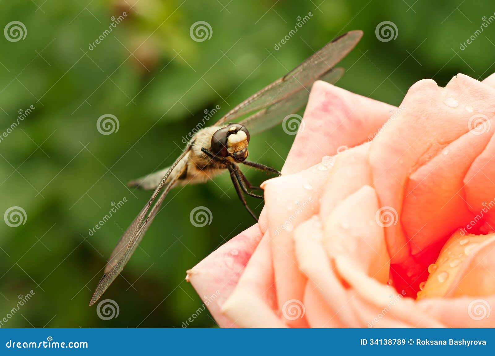 Dragonfly on the rose stock image. Image of dragon, garden - 34138789