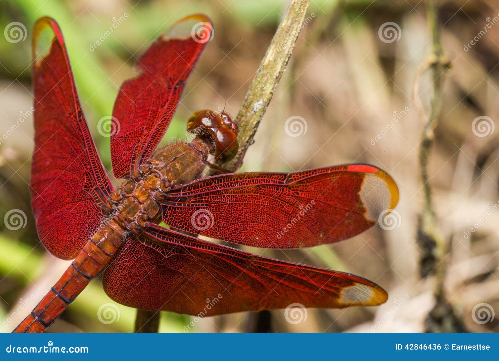 Dragonfly - Russet Percher stock photo. Image of water - 42846436